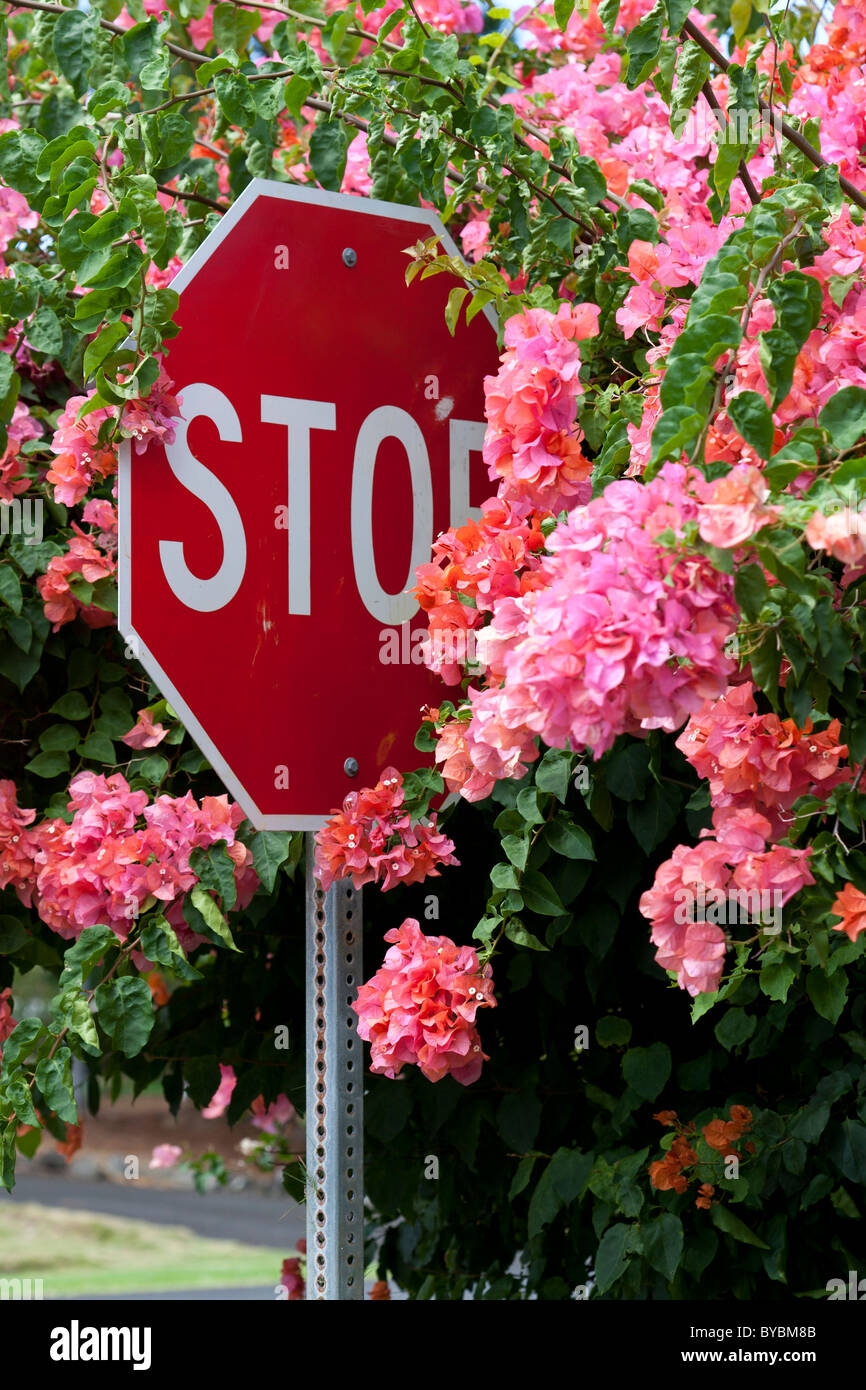 Tropical Hidden Stop Sign . Flowers encroach on a stop sign on Kauai ...