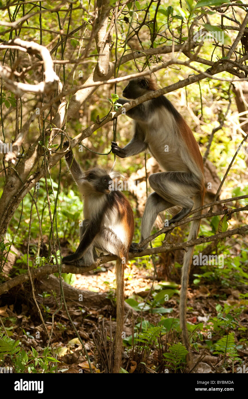 Kirk's Red Colobus Monkey Stock Photo - Alamy