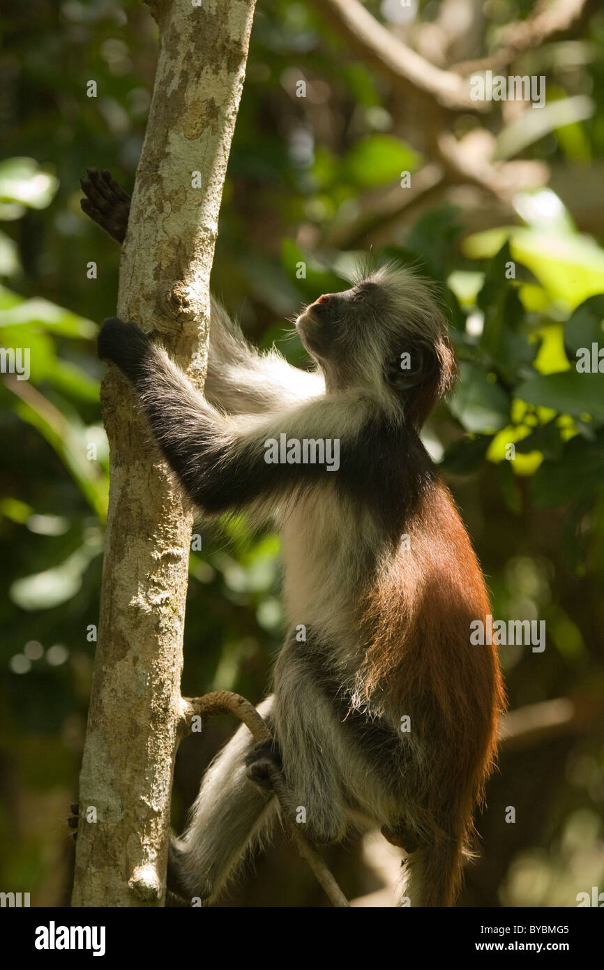 Kirk's Red Colobus Monkey Stock Photo - Alamy