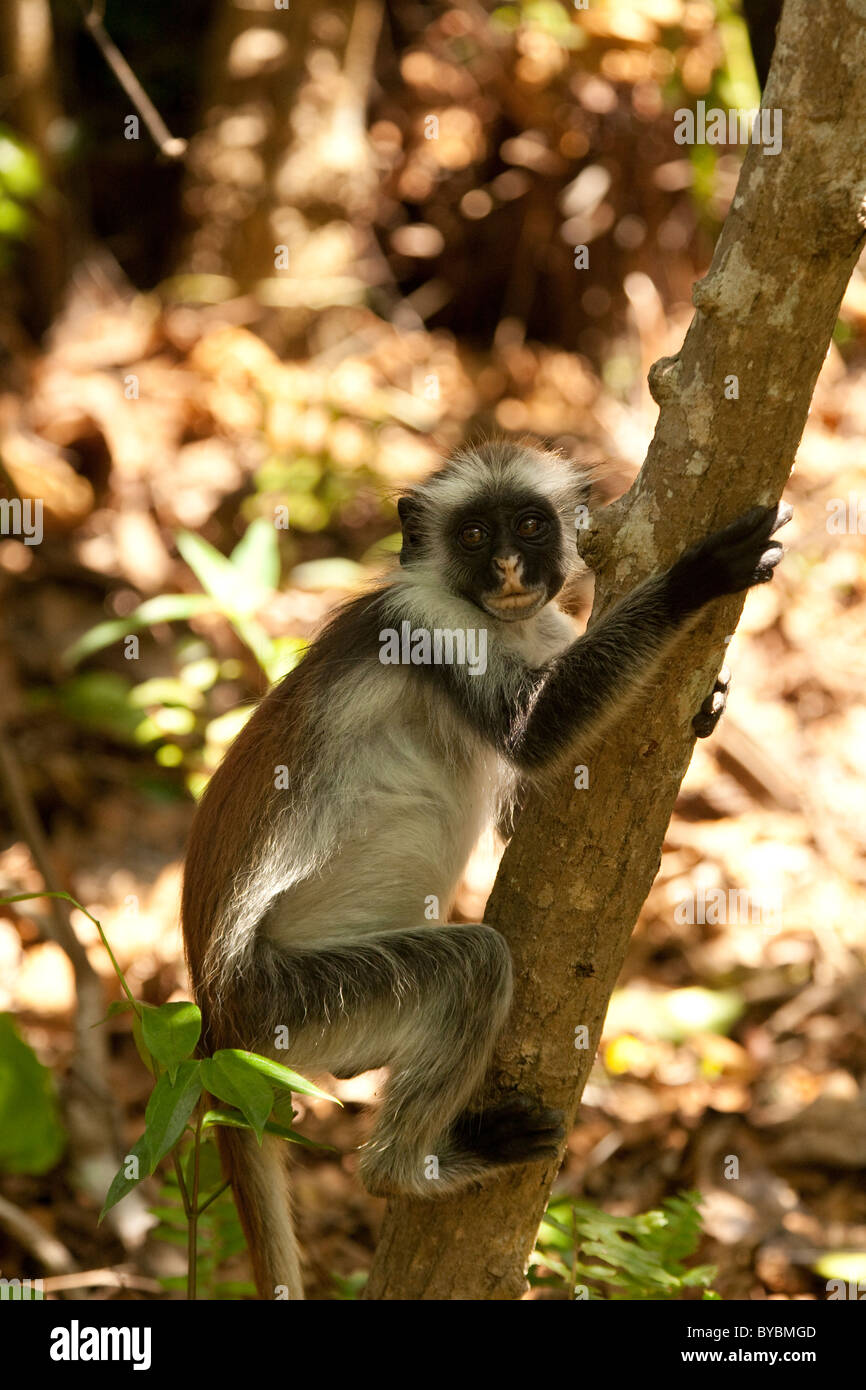 Kirk's red colobus monkey ape Zanzibar Stock Photo - Alamy