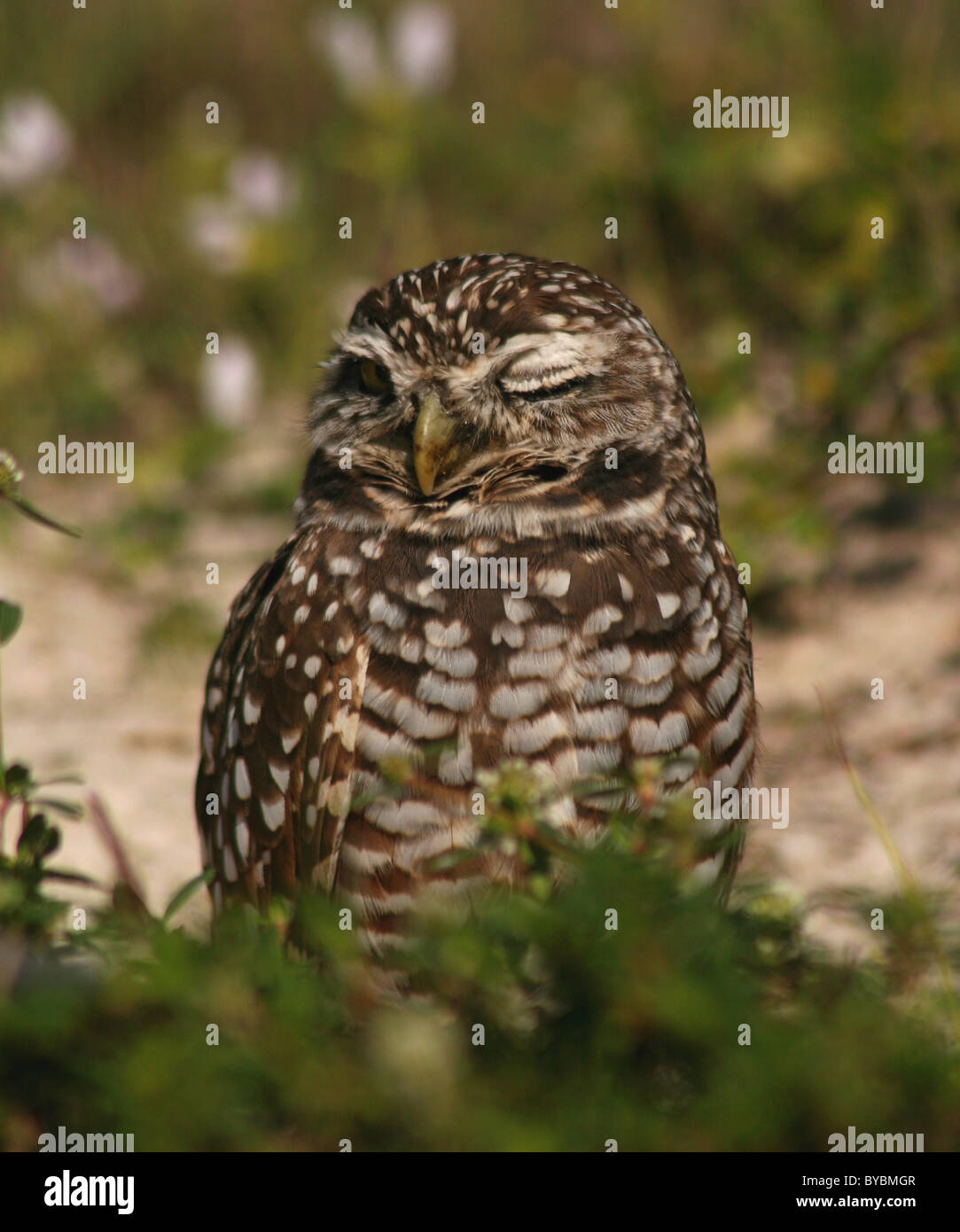 Owl wink hi-res stock photography and images - Alamy