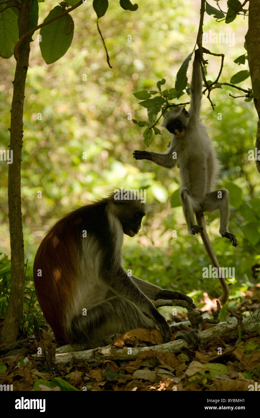 Kirk's red colobus monkey ape Zanzibar Stock Photo - Alamy