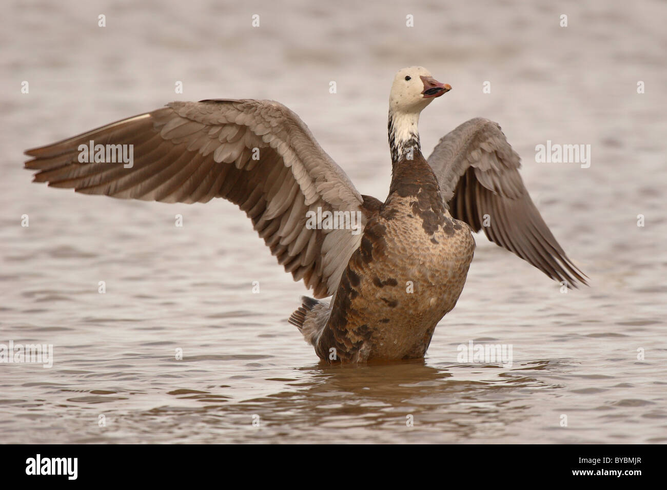 Dark morph hi-res stock photography and images - Alamy