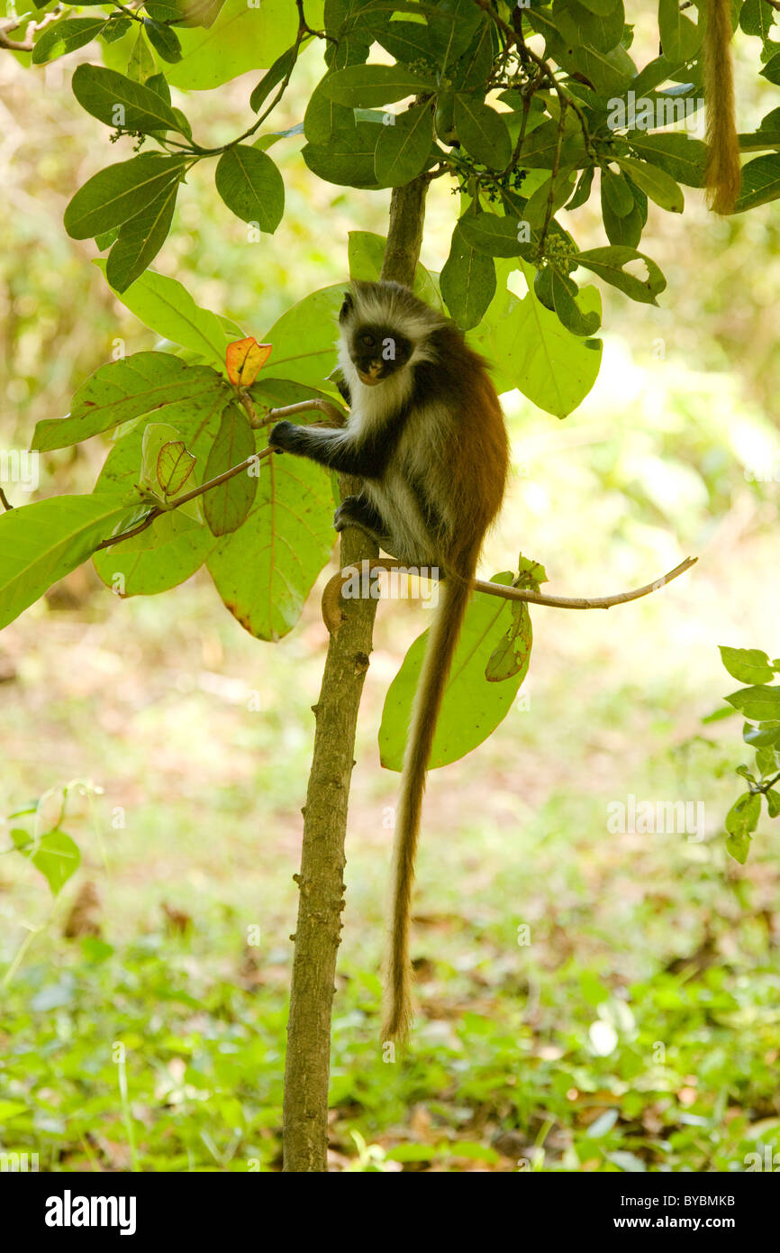 Red apes hi-res stock photography and images - Alamy
