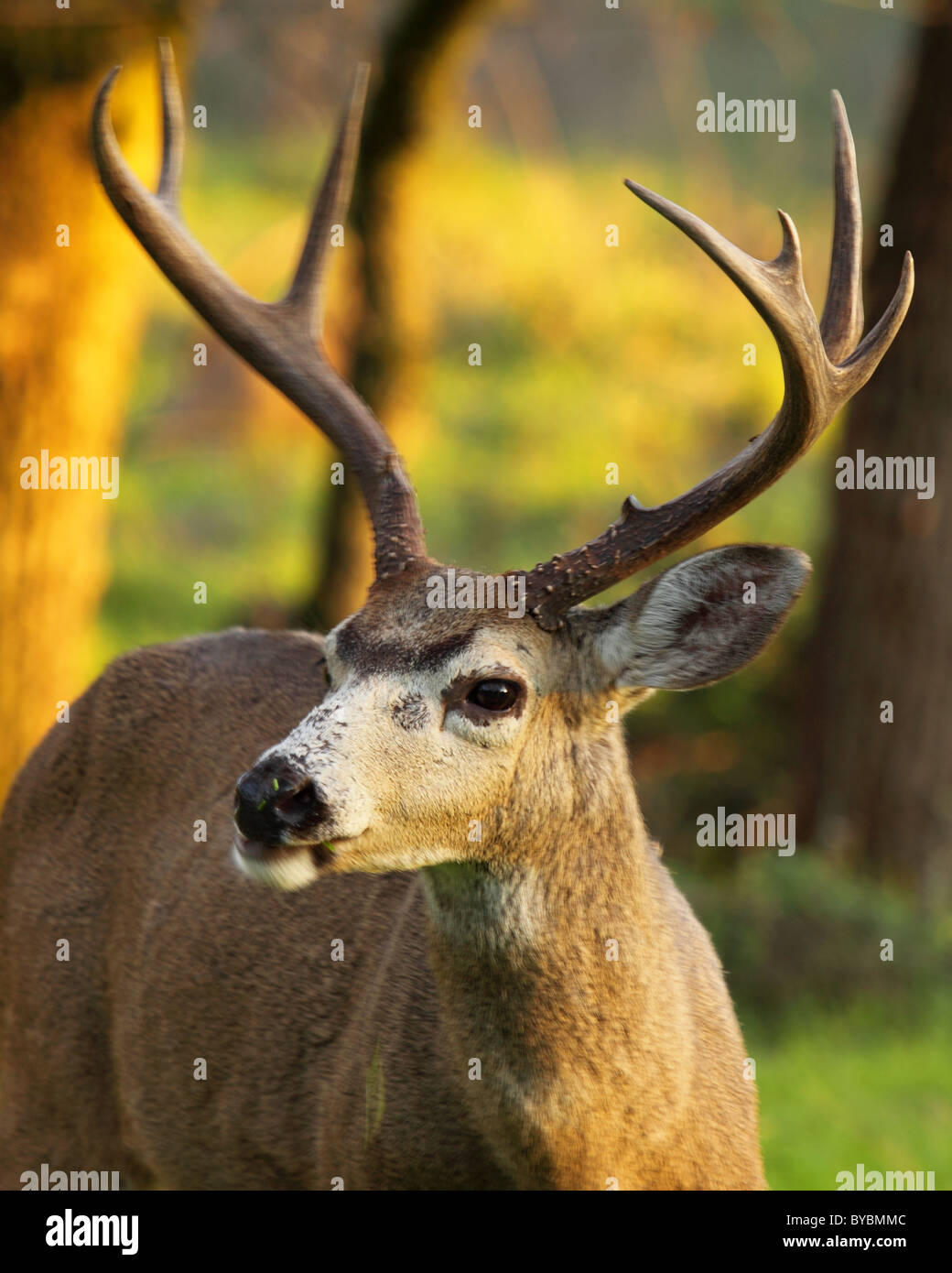 Portrait of a 7-point Black-tailed Deer buck in deep woods Stock Photo ...