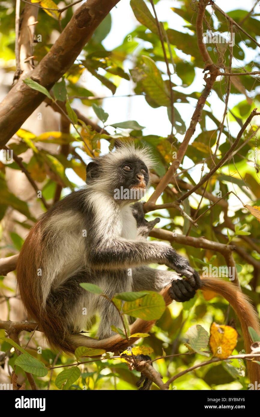 Kirk's Red Colobus Monkey, (Procolobus kirkii Stock Photo - Alamy