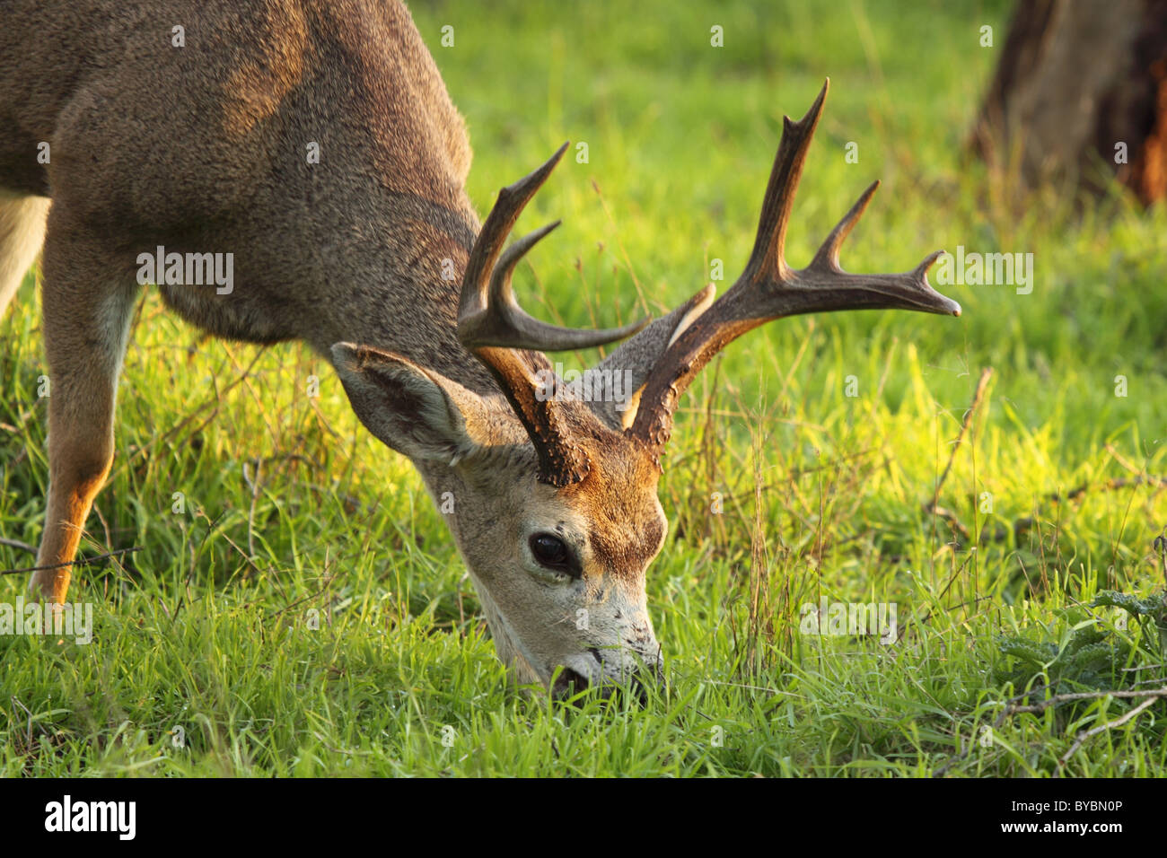 A Black-tailed Deer buck taking a bite of grass Stock Photo - Alamy