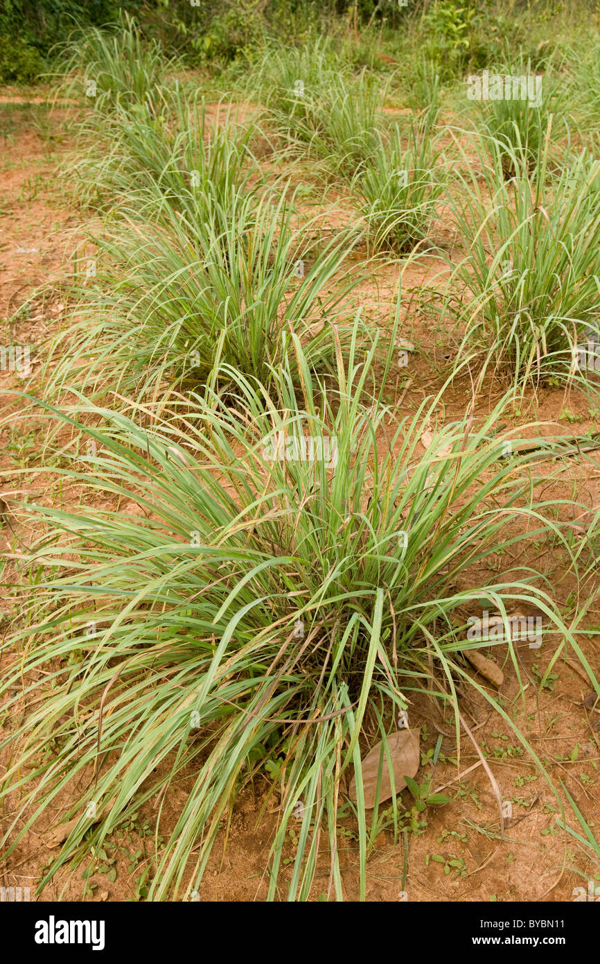 Lemon grass Cymbopogon citratus growing in field, Zanzibar Stock Photo ...