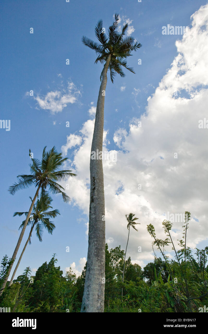 A very tall palm tree in Zanzibar Stock Photo - Alamy