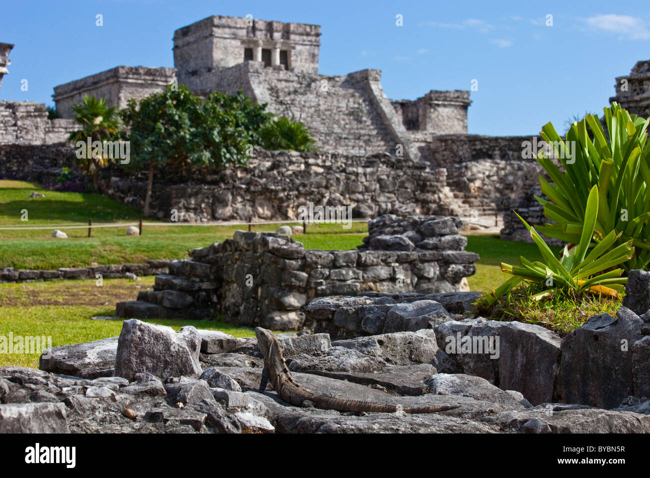Iguana, Tulum, Mayan ruins on the Yucatan Peninsula, Mexico Stock Photo ...
