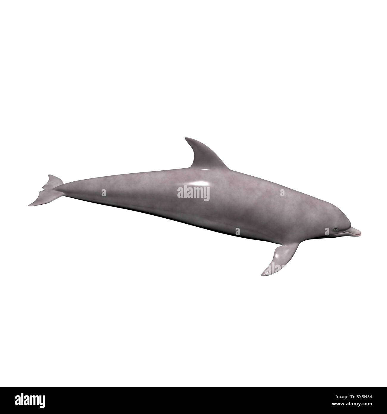 Dolphin nose hi-res stock photography and images - Alamy