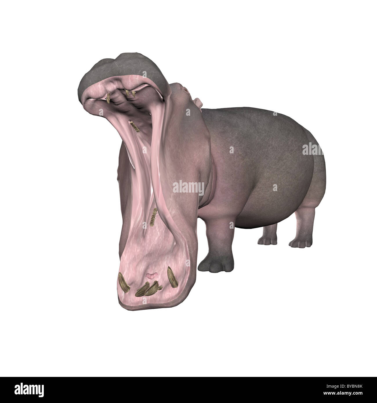 Illustration of a hippo isolated over white Stock Photo - Alamy