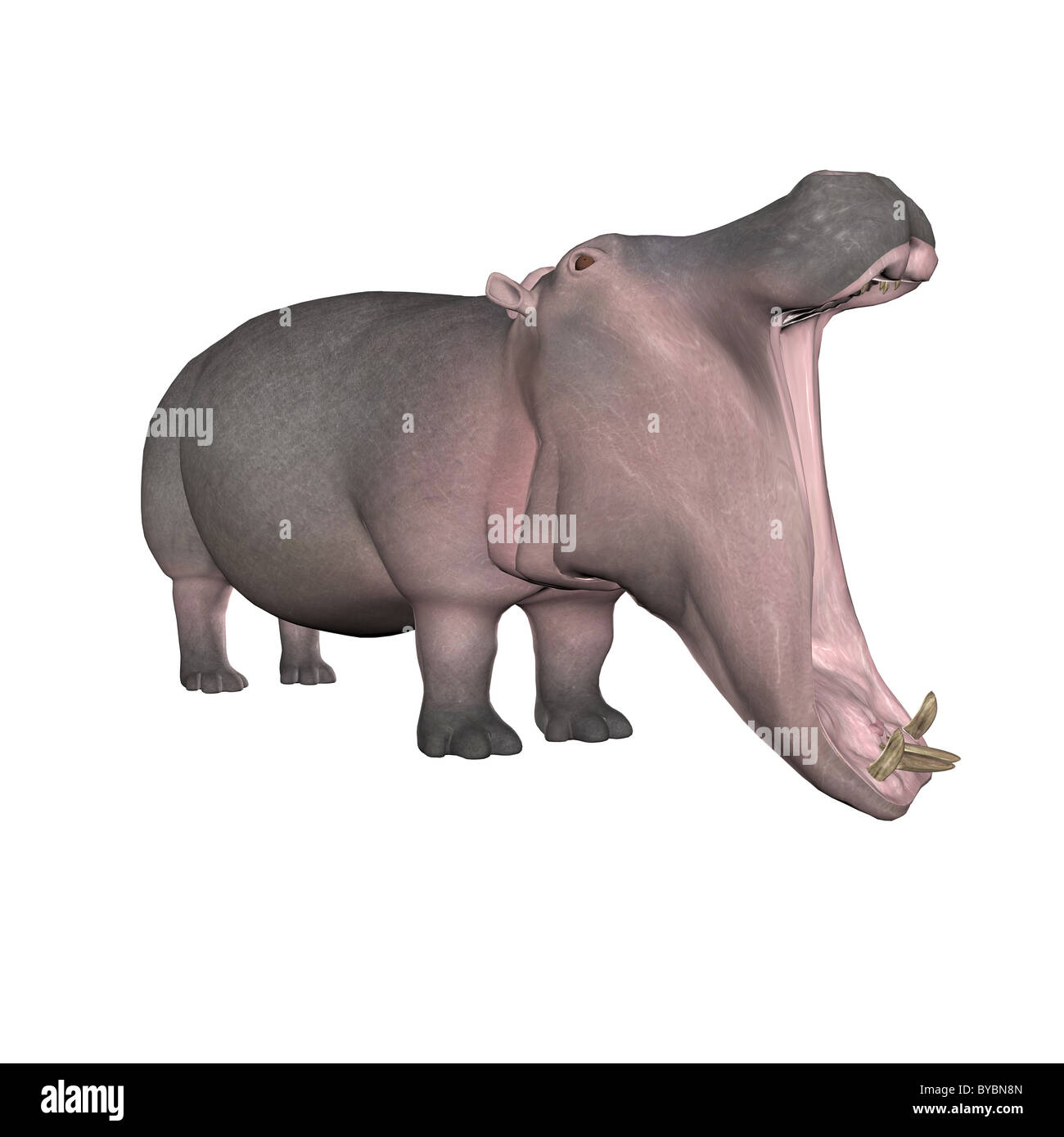 Illustration of a hippo isolated over white Stock Photo - Alamy