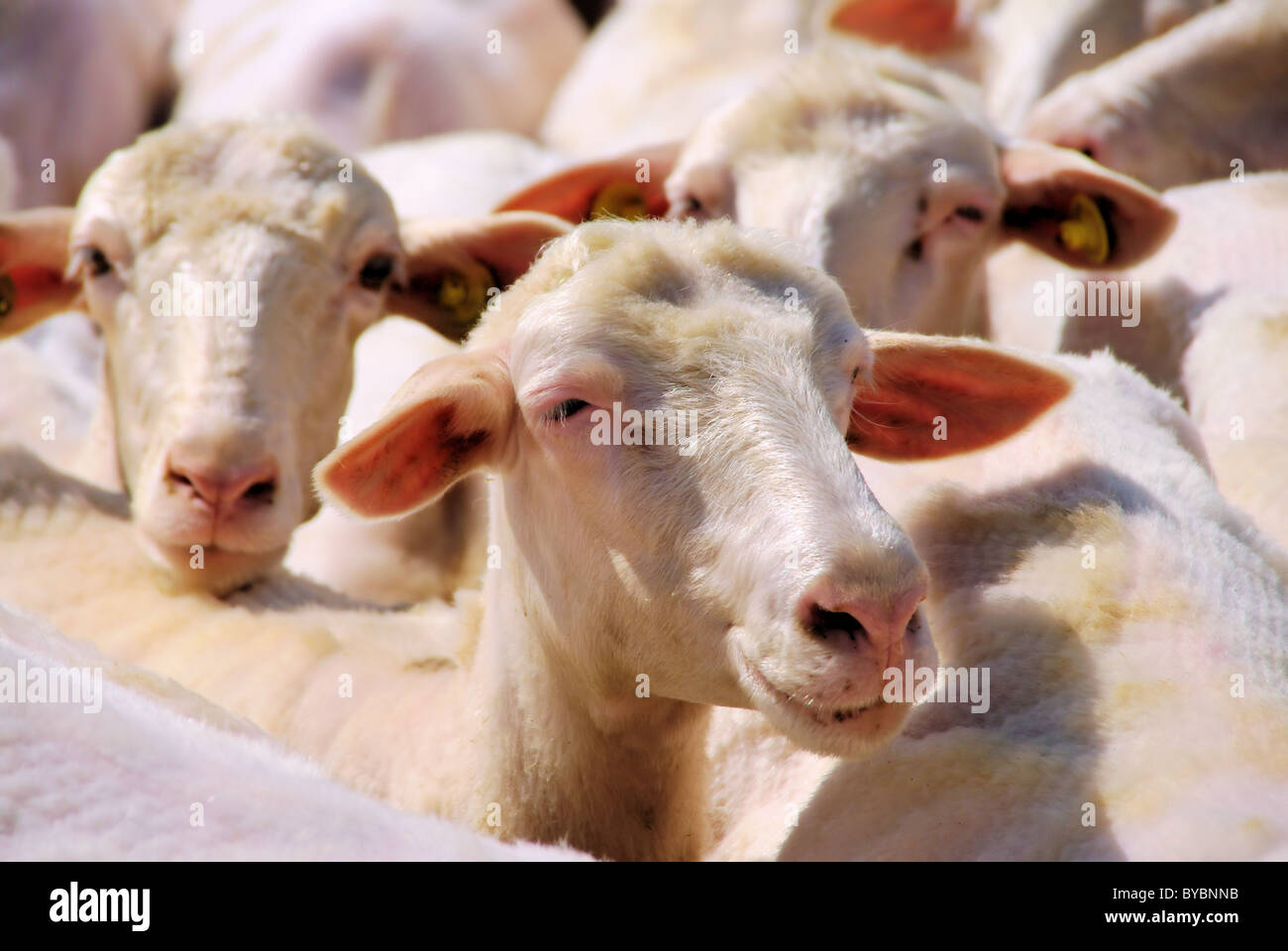 Schaf - sheep 34 Stock Photo - Alamy