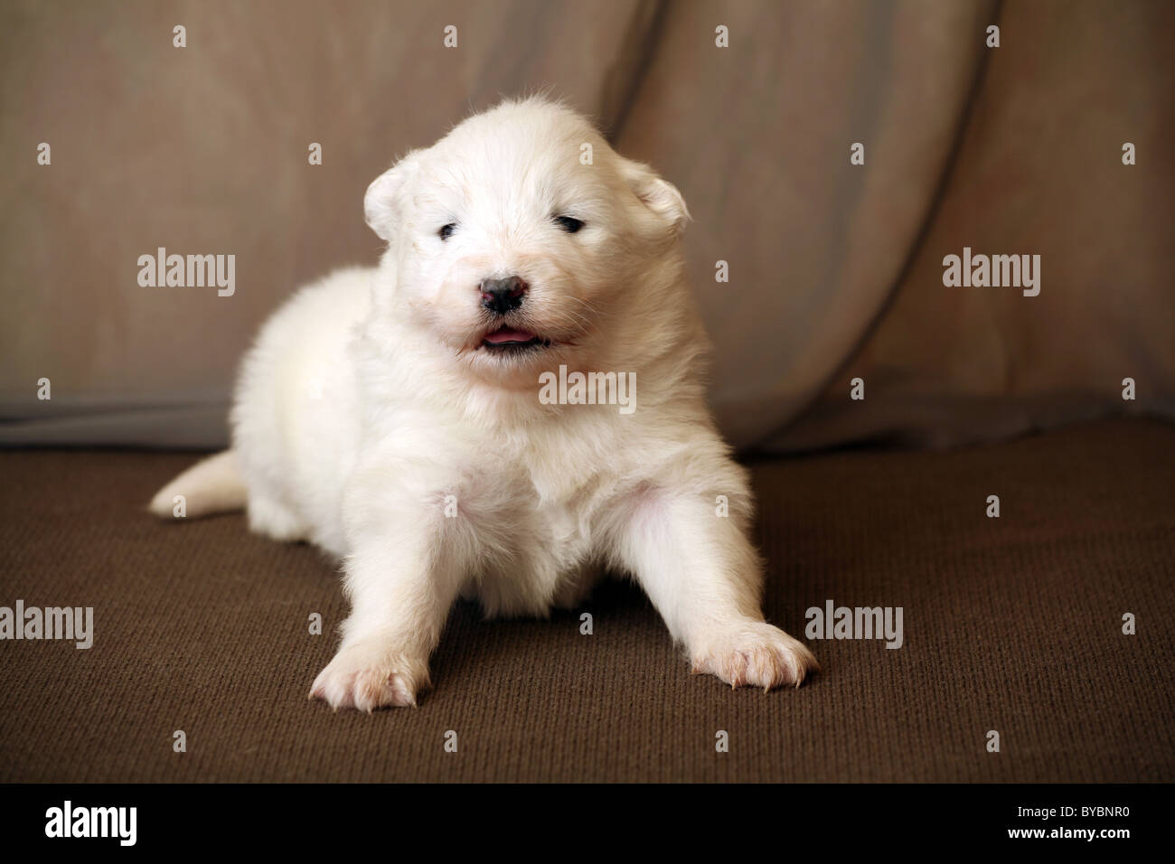 The Samoyed puppy Stock Photo - Alamy