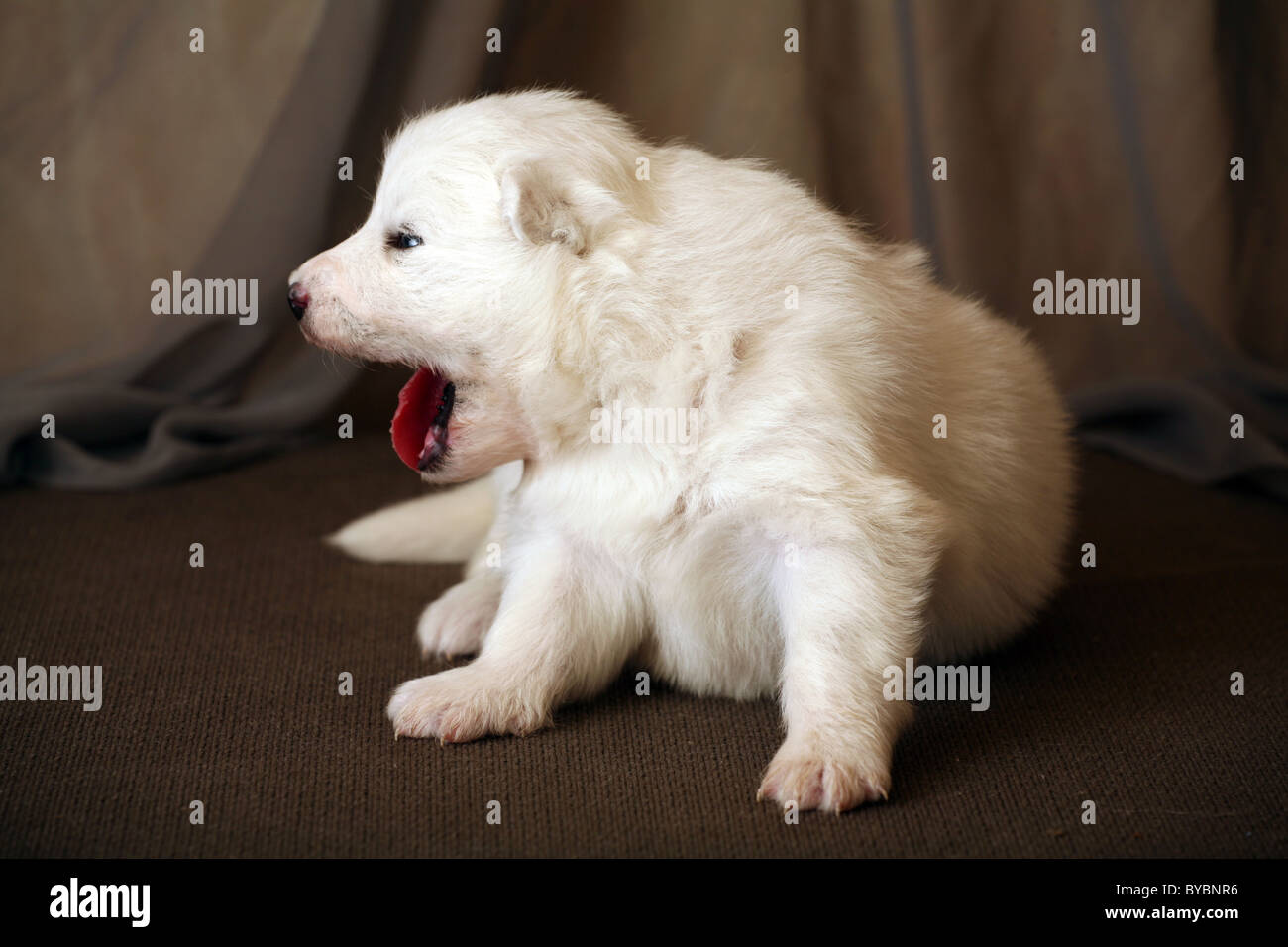 The Samoyed puppy Stock Photo - Alamy
