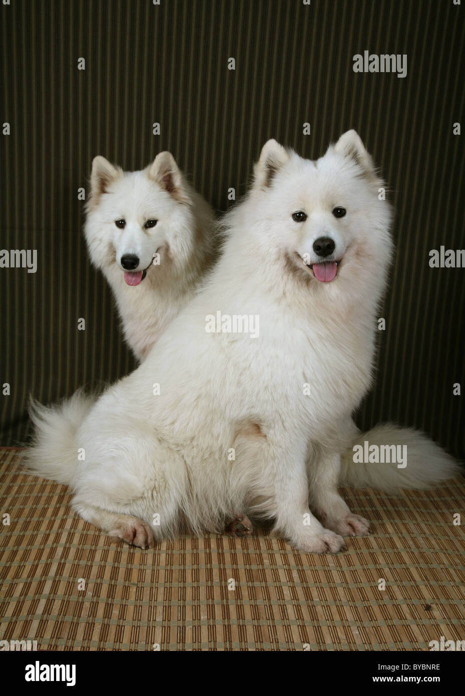 Samoyed dog dogs hi-res stock photography and images - Alamy