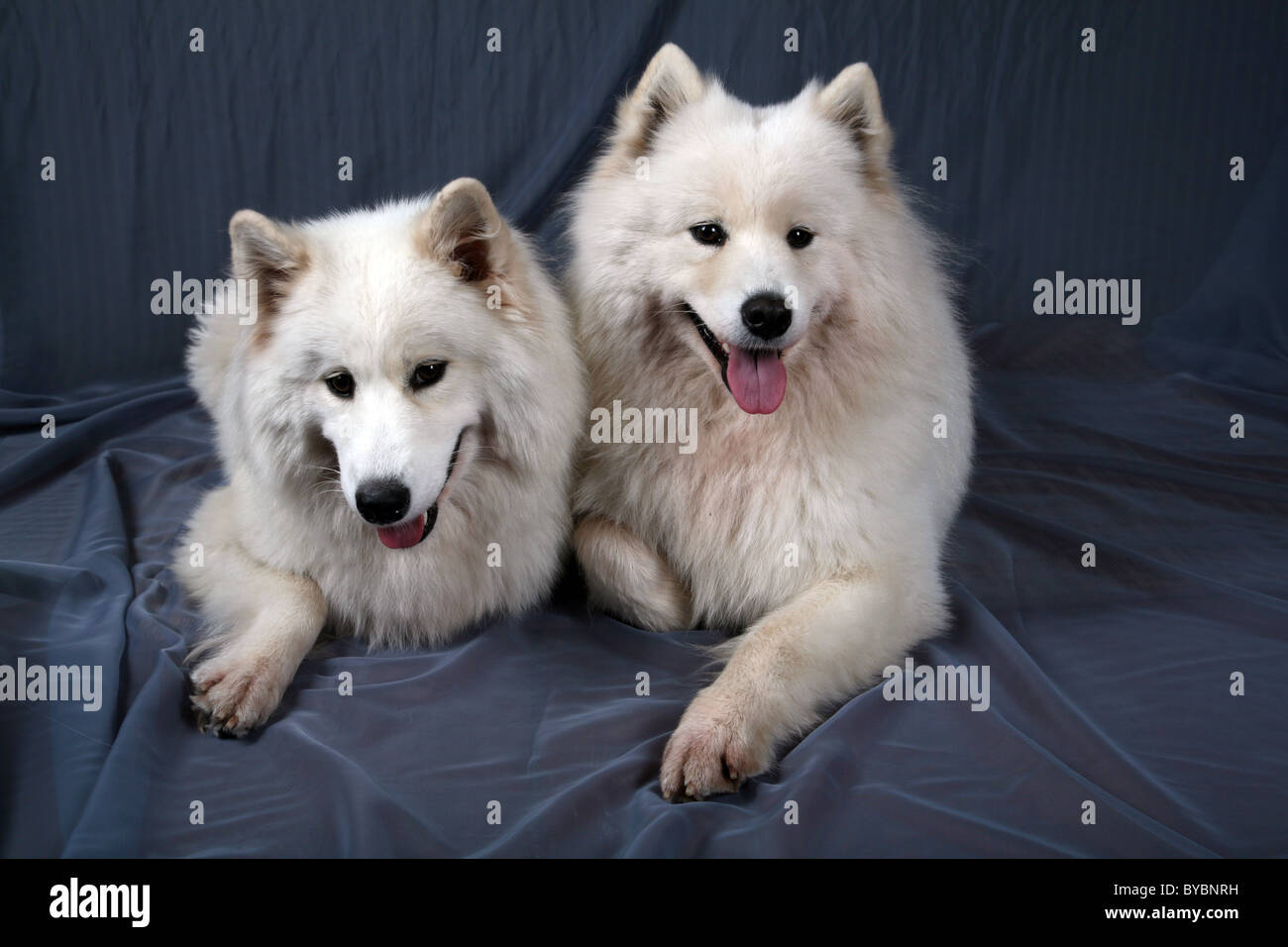 Two Samoyed dogs Stock Photo - Alamy