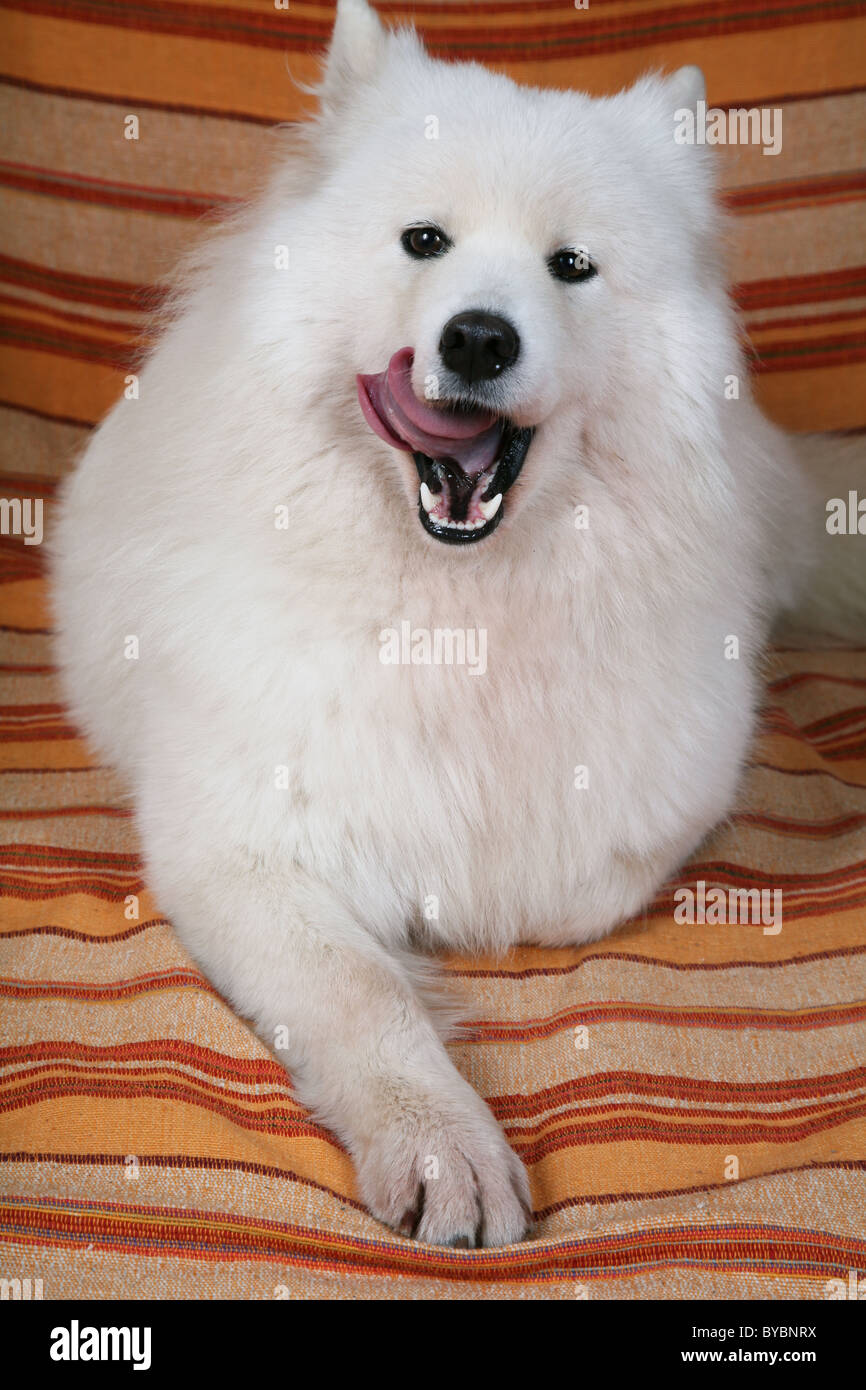 The Samoyed dog Stock Photo - Alamy
