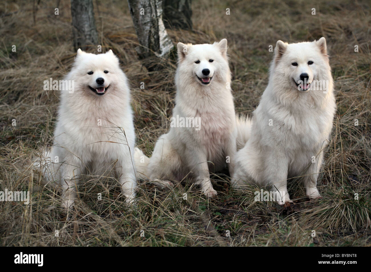 Three Samoyed dogs Stock Photo - Alamy