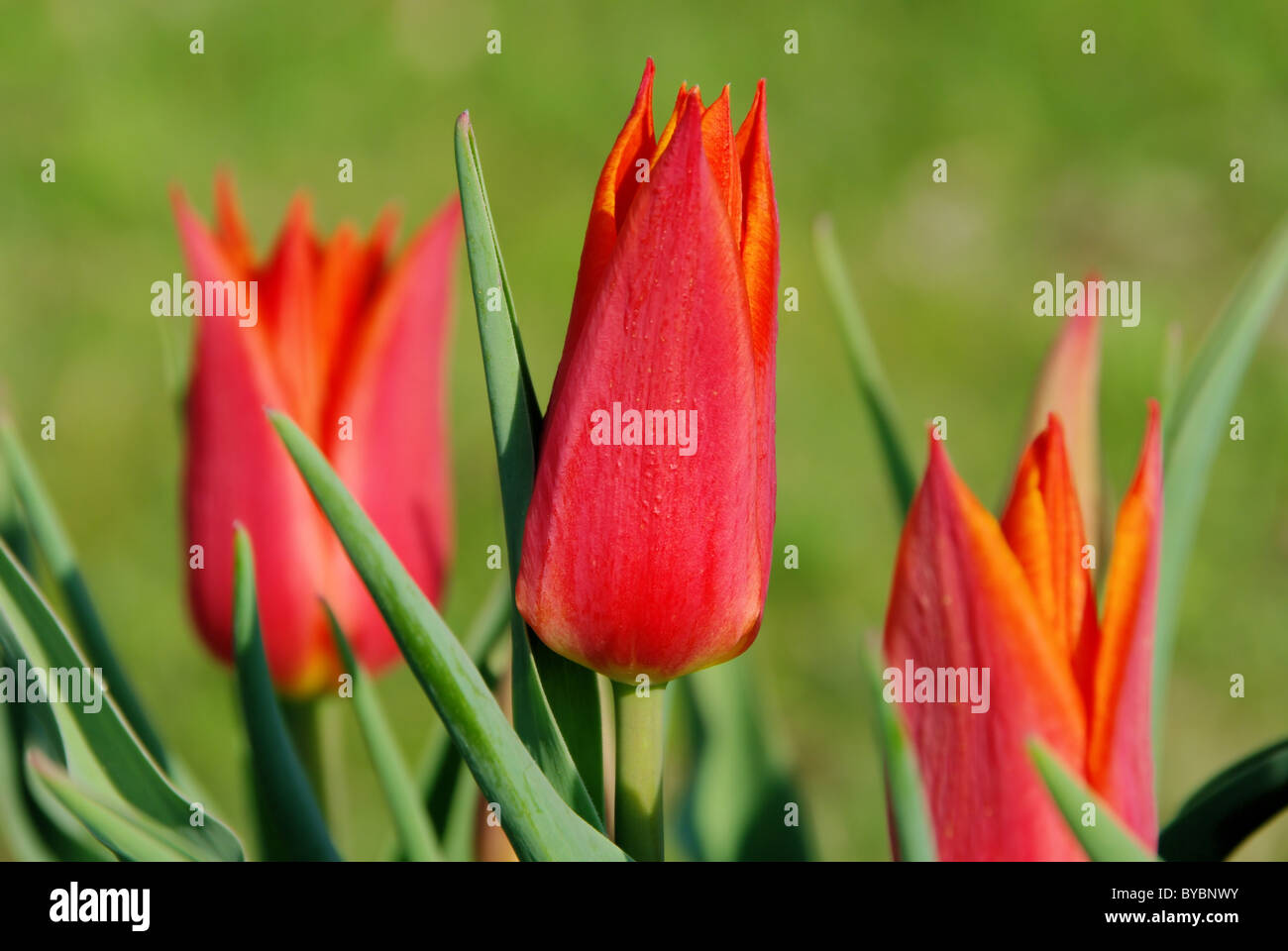 Tulpe rot - tulip red 12 Stock Photo - Alamy