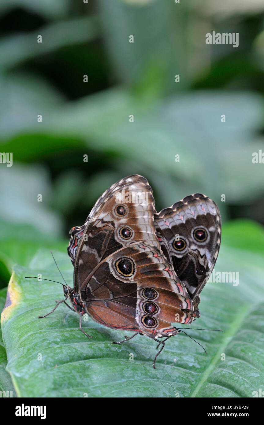Female morpho hi-res stock photography and images - Alamy