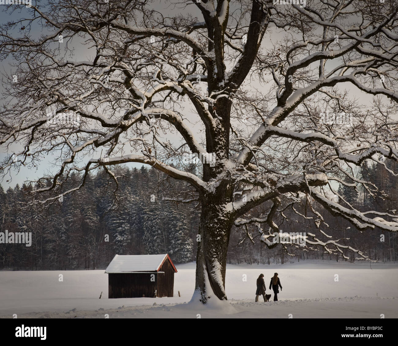 Snow landscape single tree hi-res stock photography and images - Alamy