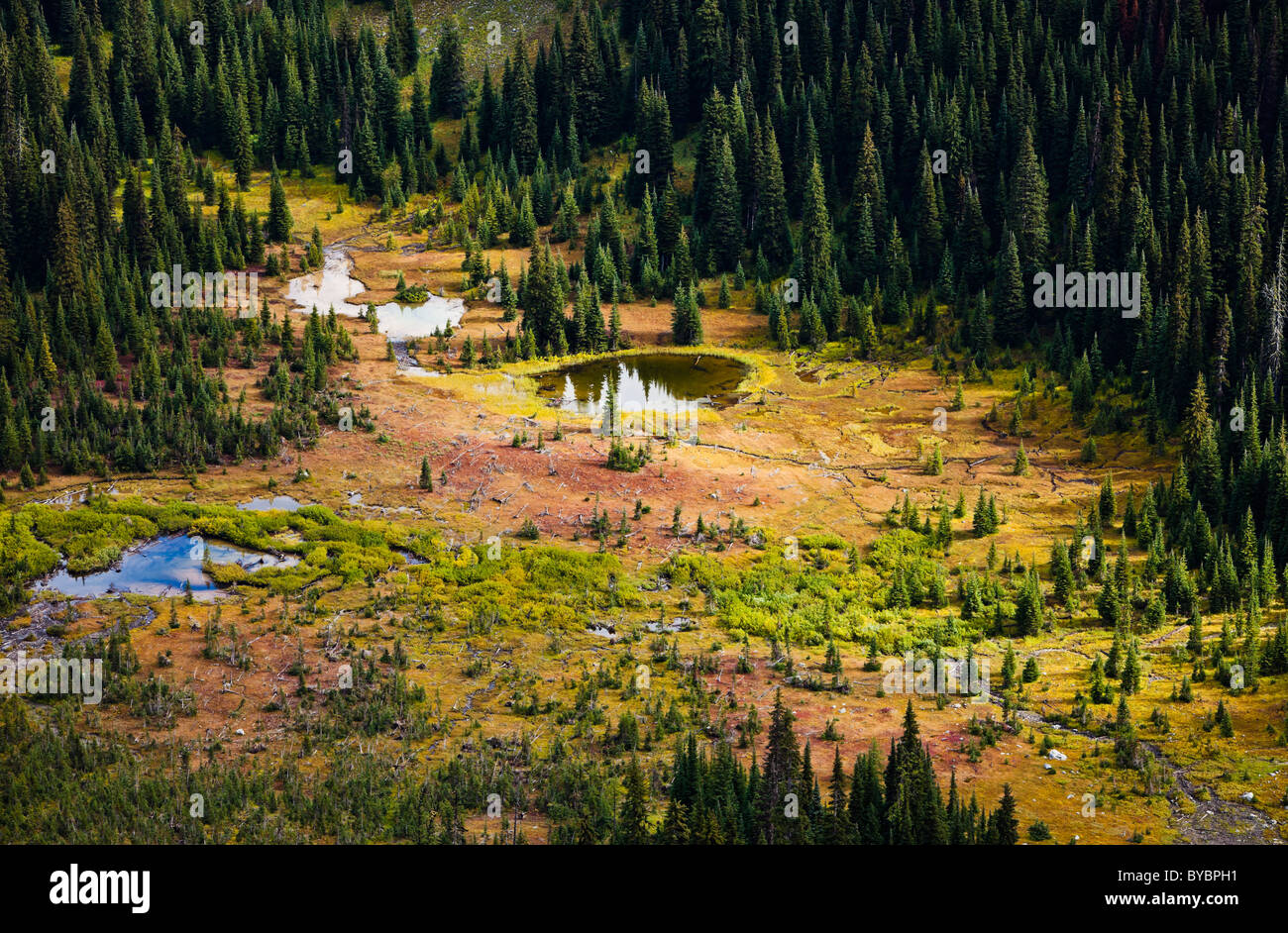 A colorful clearing in the forest, Autumn, North Cascades, Washington ...