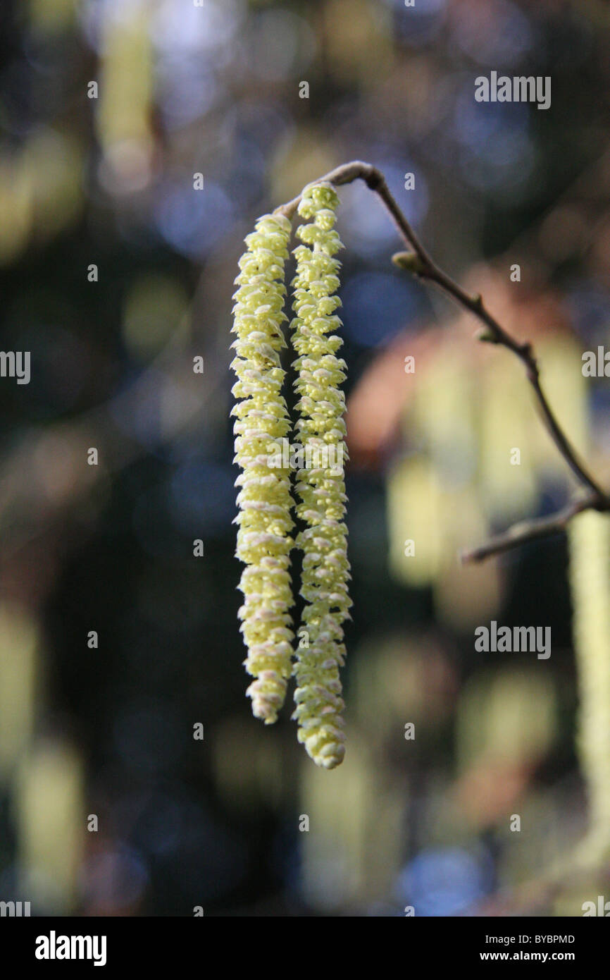Hazel catkins hi-res stock photography and images - Alamy