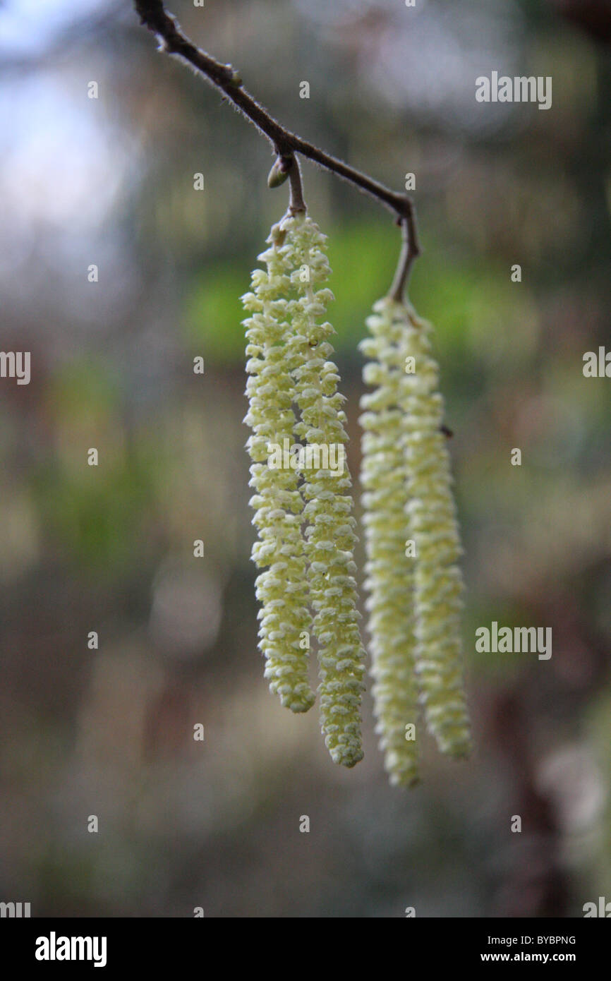 hazel catkins in february Stock Photo - Alamy