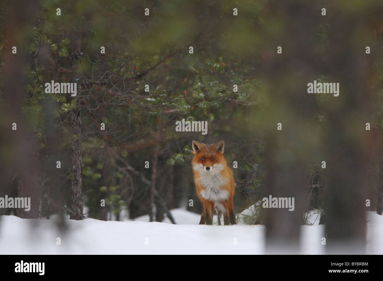 Red fox animal in the forest hi-res stock photography and images - Alamy