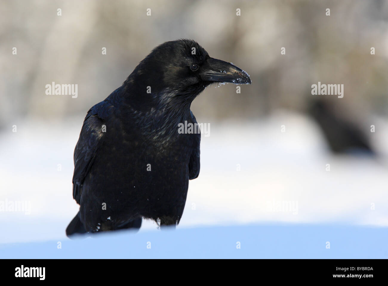 Raven snow hi-res stock photography and images - Alamy