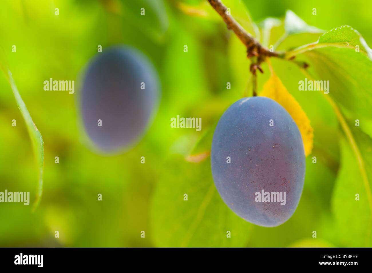 Macro of a blue plum on a tree branch with leaves Stock Photo - Alamy
