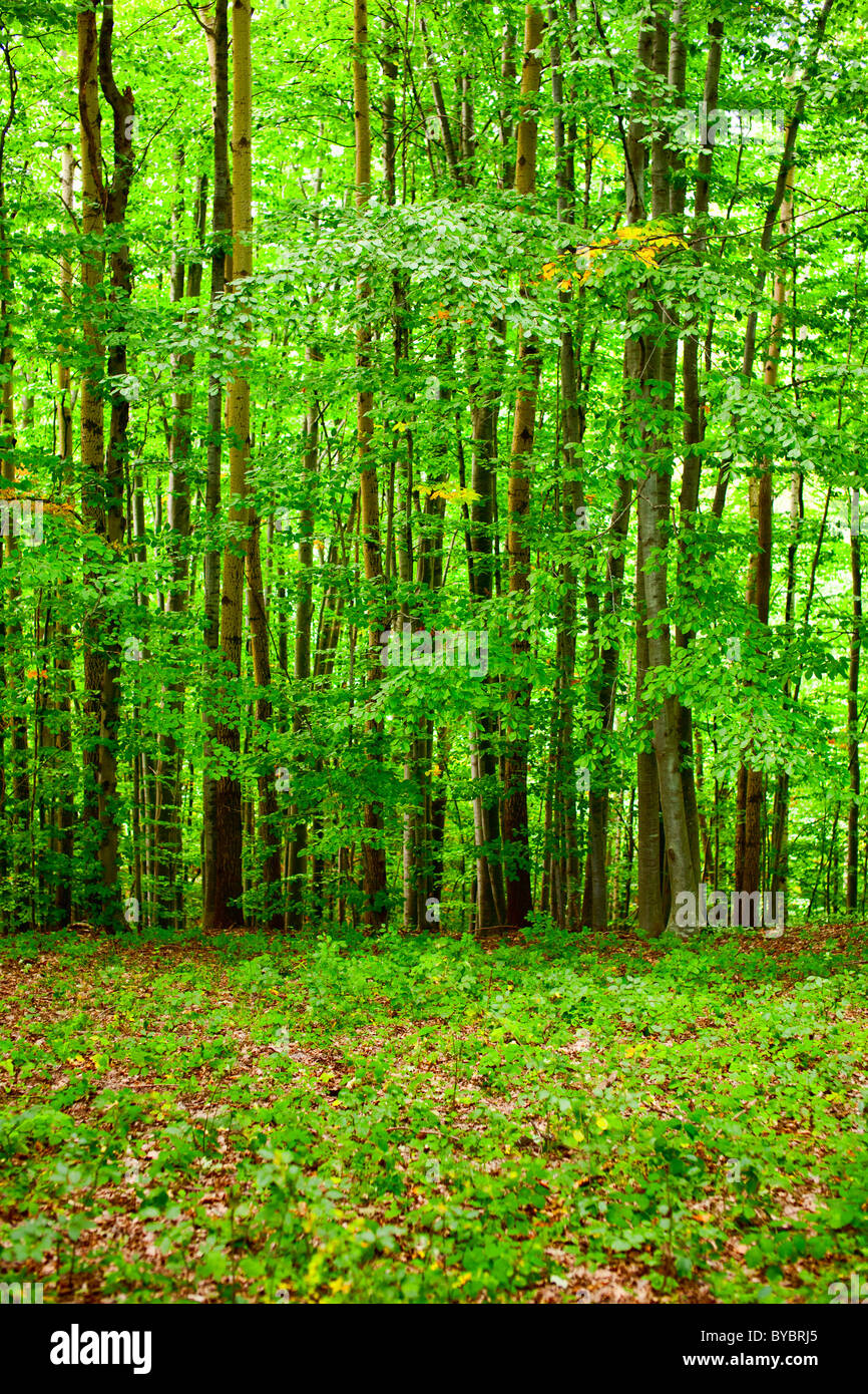 Landscape of young beech forest and meadow Stock Photo - Alamy