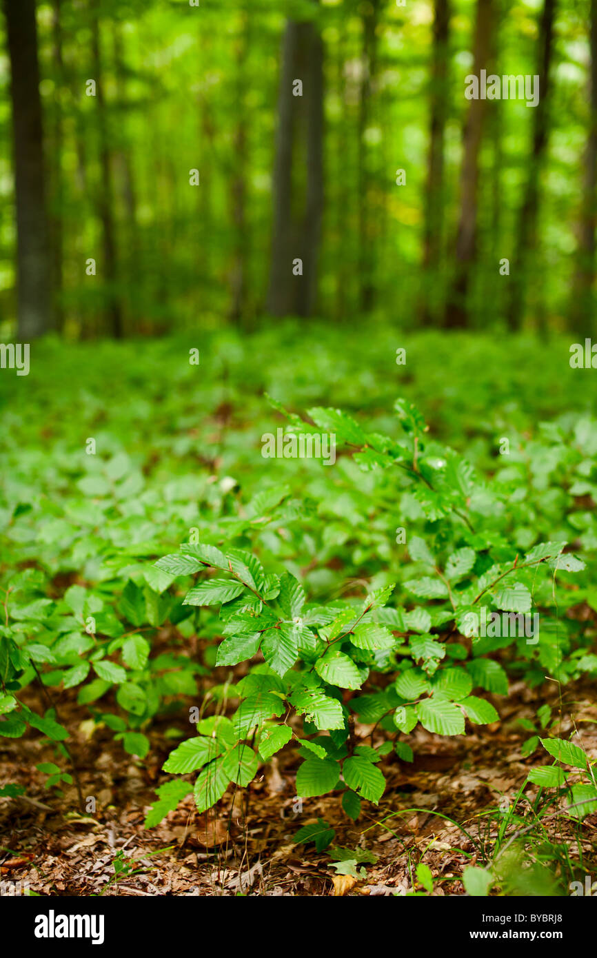 Forest Seedlings High Resolution Stock Photography and Images - Alamy