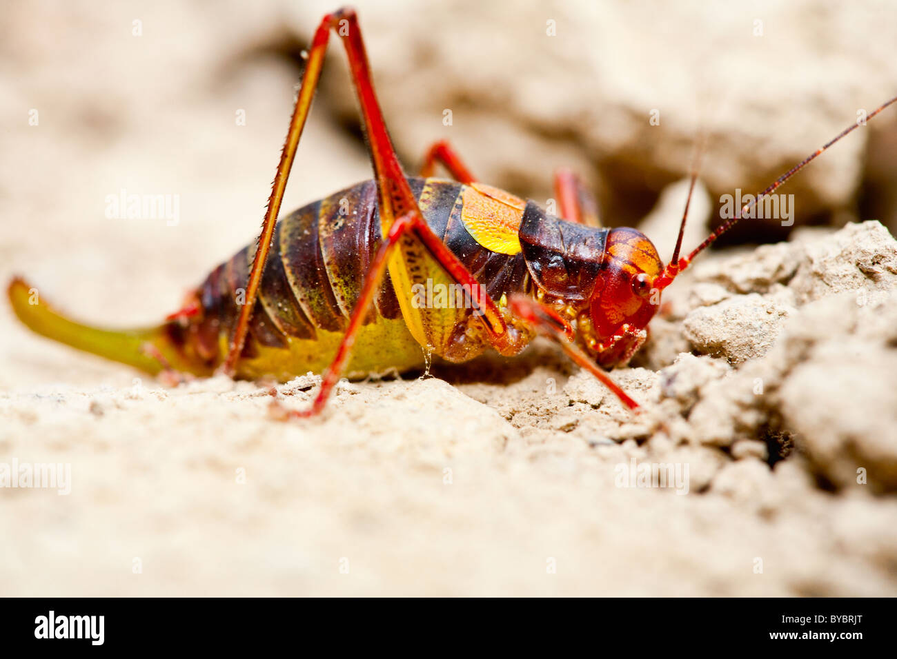 Macro of a colorful yellow red cricket Stock Photo - Alamy
