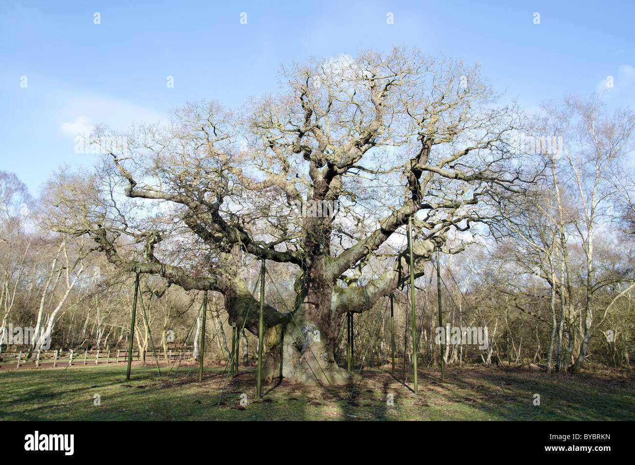 The Major Oak, Sherwood Forest in winter Stock Photo - Alamy