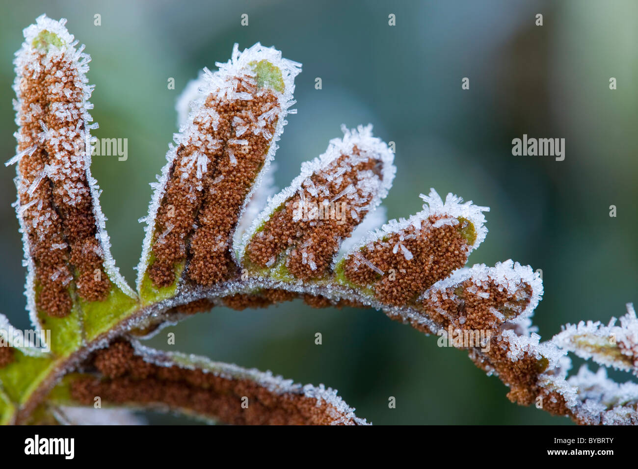 Polypody polypodium vulgare hi-res stock photography and images - Alamy