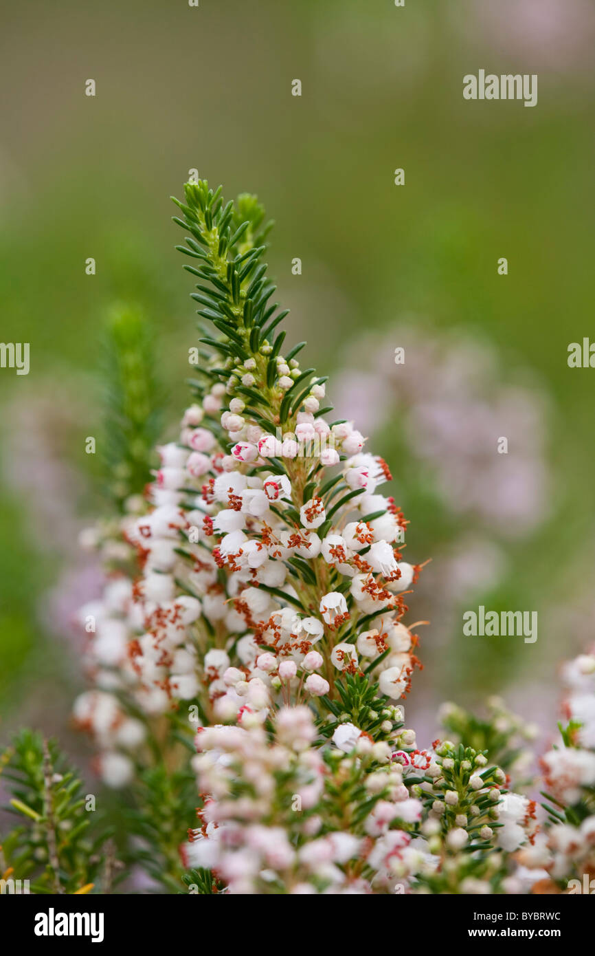 Cornish heath flower hi-res stock photography and images - Alamy