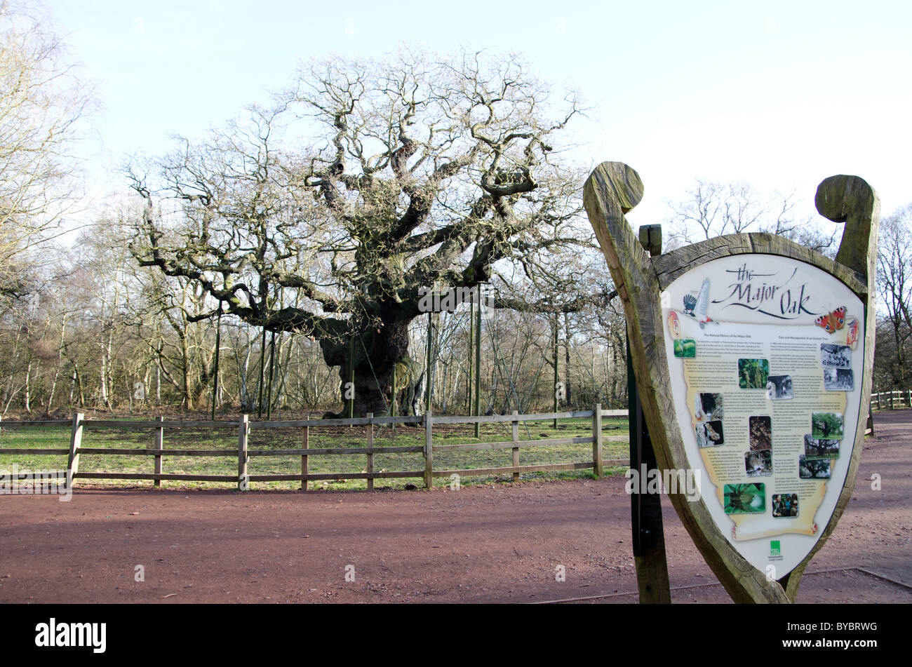 The Major Oak, Sherwood Forest in winter Stock Photo - Alamy