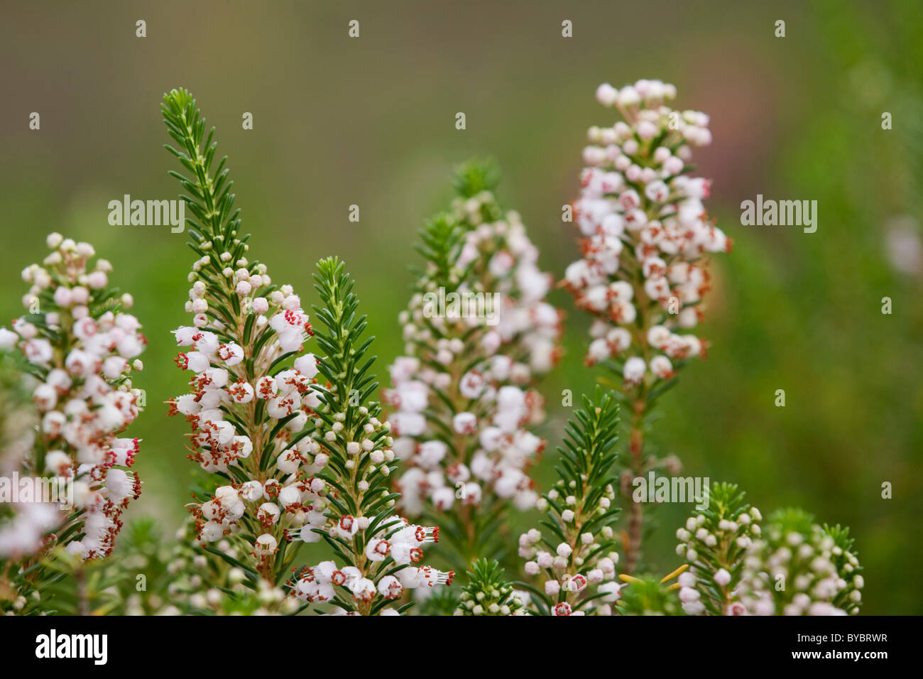 Cornish Heath; Erica vagans; Lizard; Cornwall Stock Photo - Alamy
