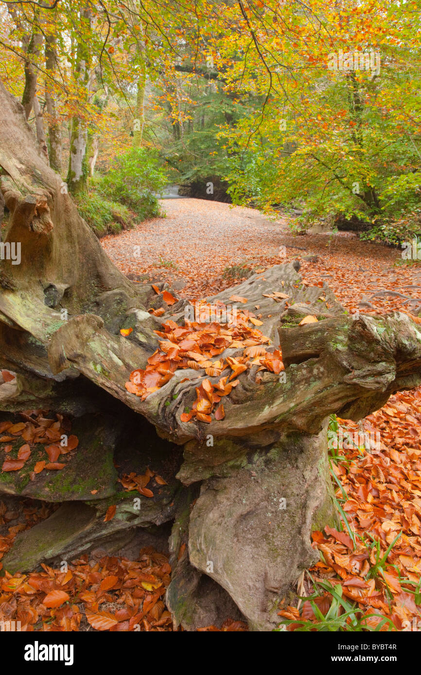 Fallen_tree hi-res stock photography and images - Alamy