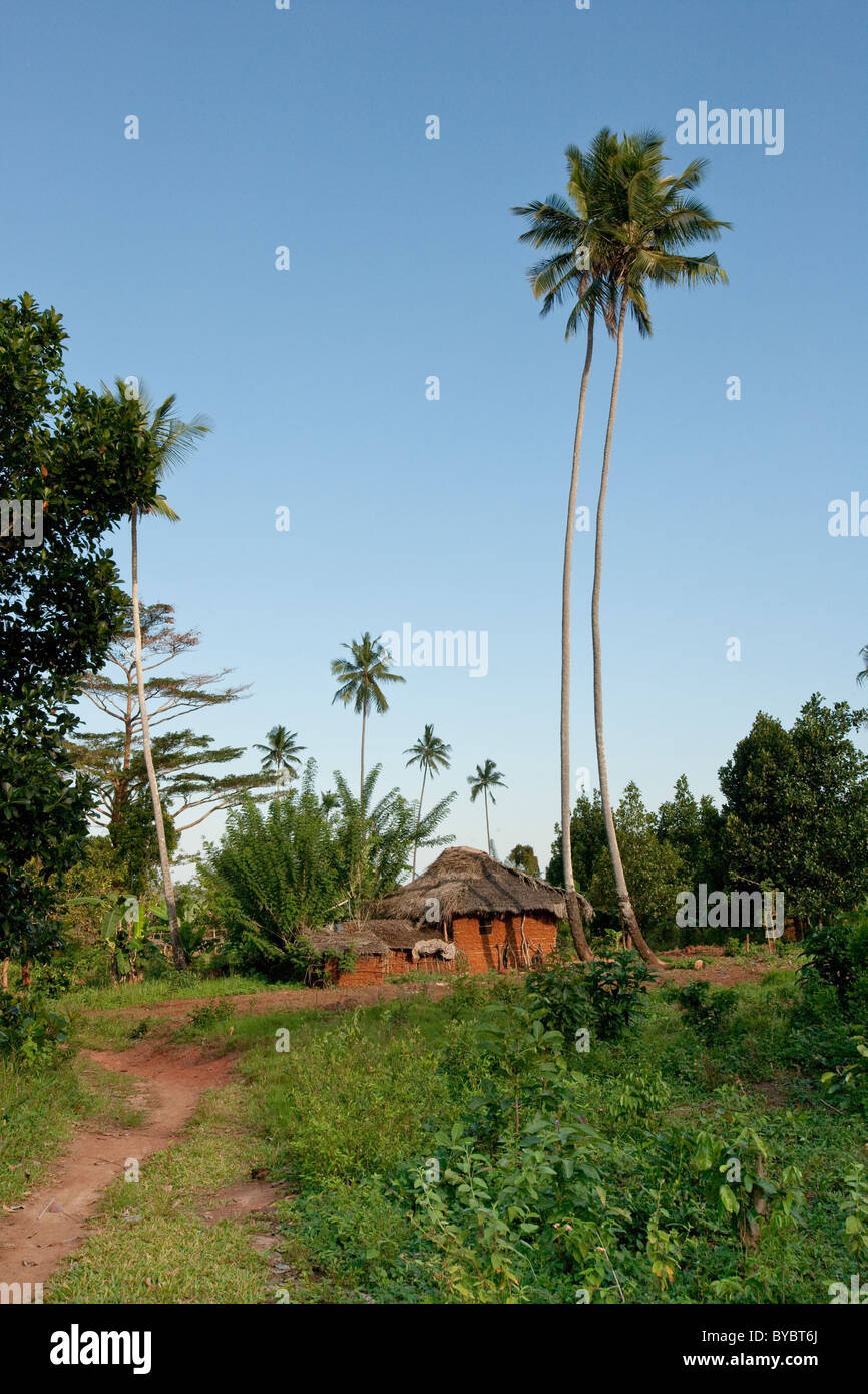 Palm trees, Zanzibar Stock Photo - Alamy