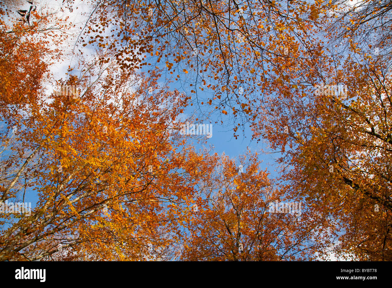Cabilla cornwall hi-res stock photography and images - Alamy