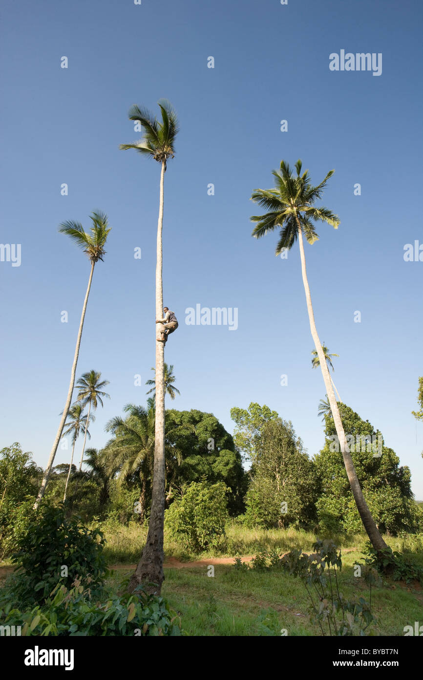 Palm trees, Zanzibar Stock Photo - Alamy