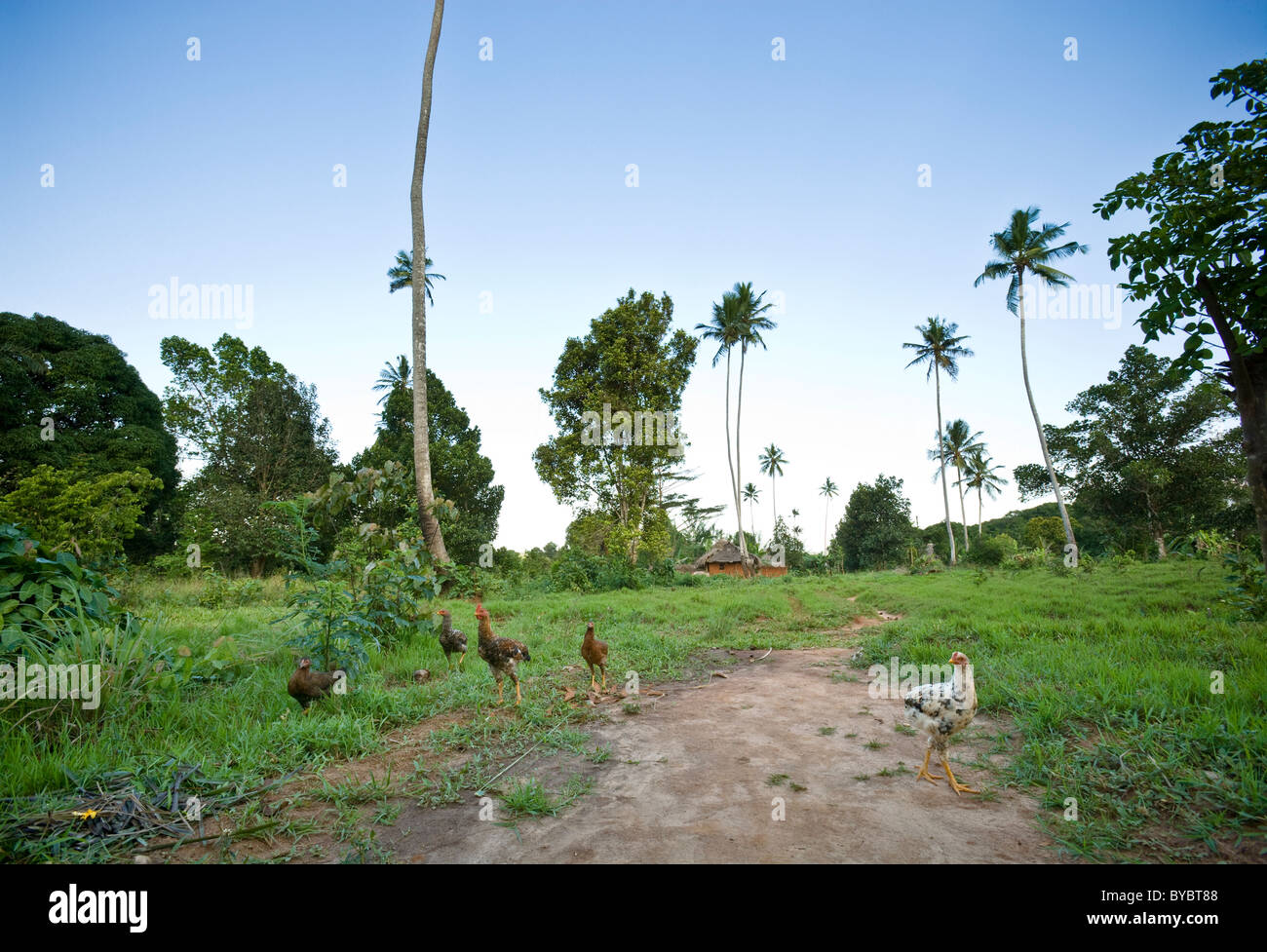 Palm trees, Zanzibar Stock Photo - Alamy