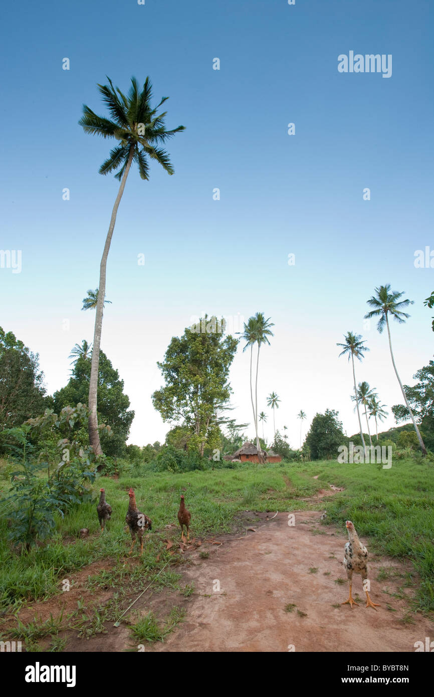 Palm trees, Zanzibar Stock Photo - Alamy