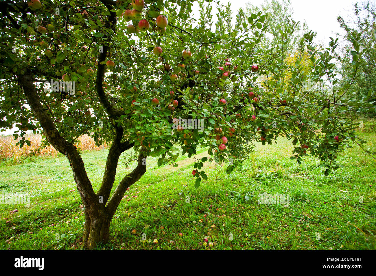 Apple trees in an orchard, with red apples ready for harvest Stock ...