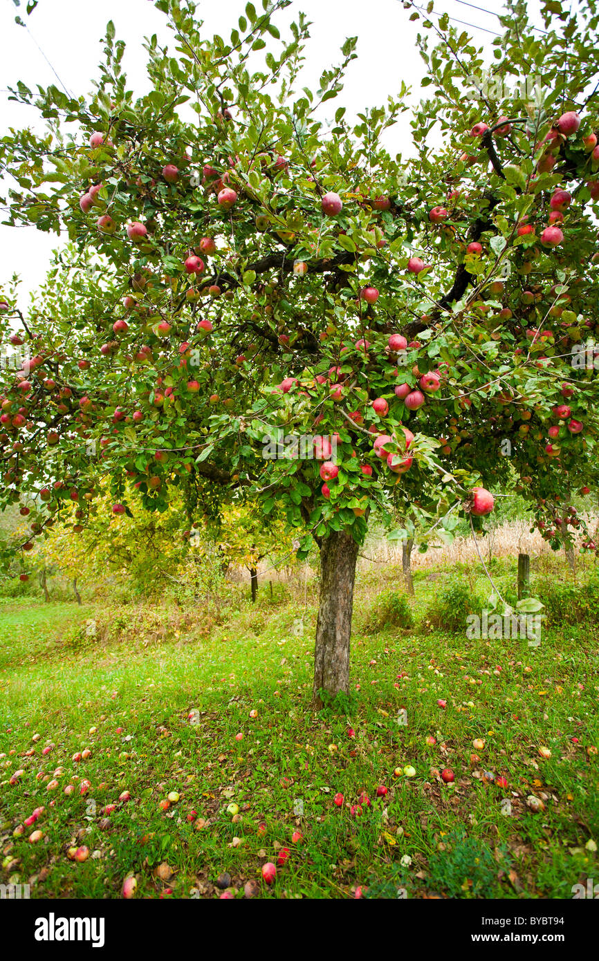 Apple trees in an orchard, with red apples ready for harvest Stock ...
