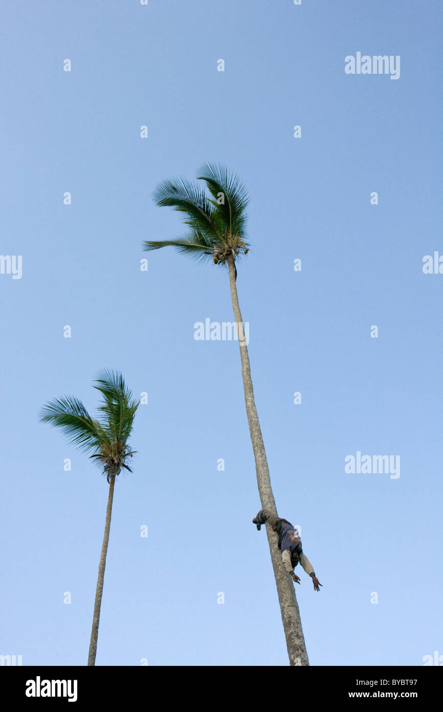 Palm trees, Zanzibar Stock Photo - Alamy